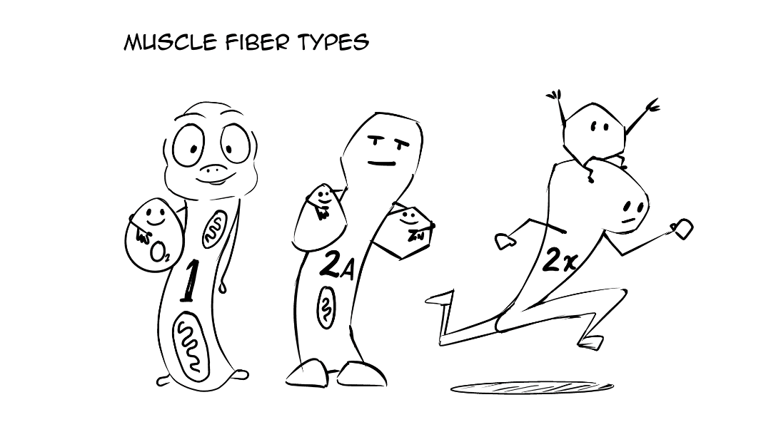 Muscle Abnormalities Worsen in Post-Exertional Malaise